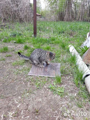 Кот найденыш в добрые руки