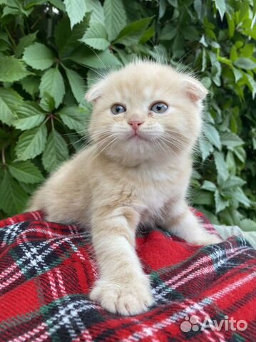 Шотландские вислоухие котята