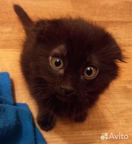 Котенок метис шотландский вислухий в добрые