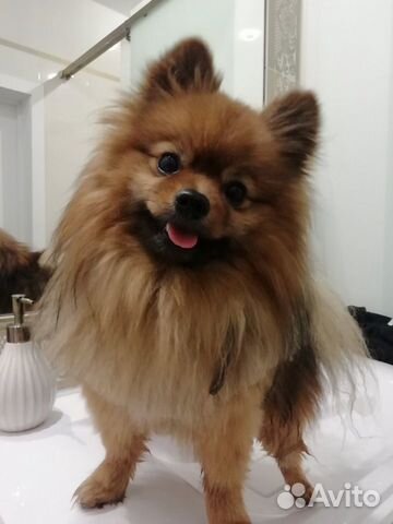 Вязка мальчик Шпиц