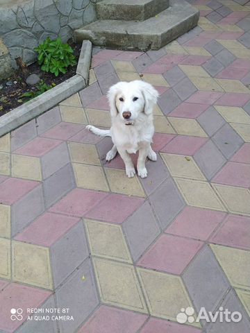 Отдам в добрые руки лабрадора