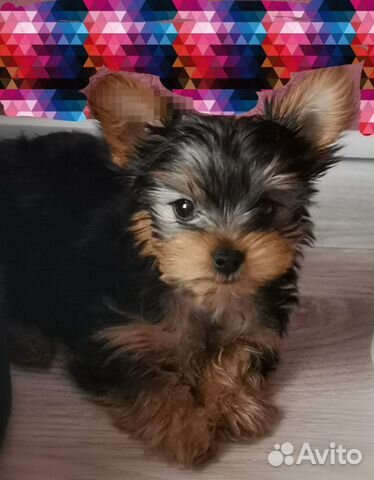 Йоркширский терьер щенки девочки mini