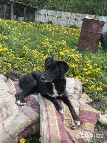 Особенная собака Боцман с пулей в позвоночнике