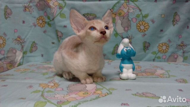 Сфинкс мальчик Браш