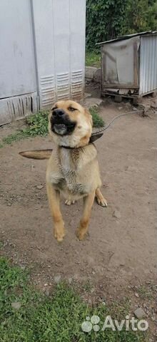 Собаки бесплатно