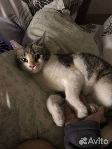 Кошка