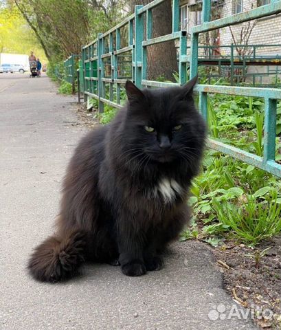 Котик в добрые руки