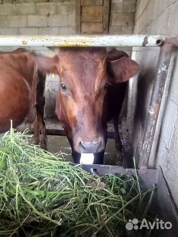 Корова подсосная с теленком