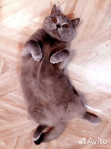 Кошка вязка