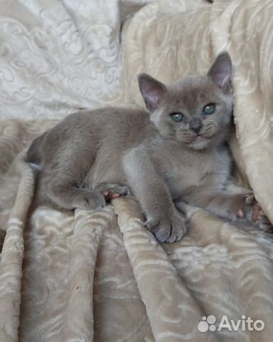Бурманская голубой котик