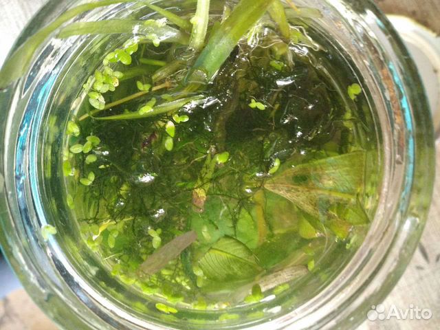 Анубиас, криптокорина, мох, валиснерия