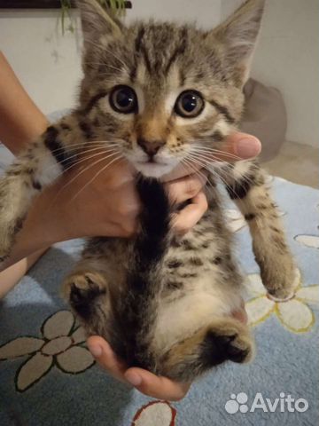 Котенок