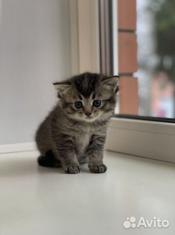 Плюшевый шотландский котенок