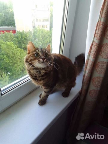 Кошка