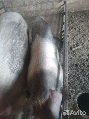 Хряк, молодой на завод