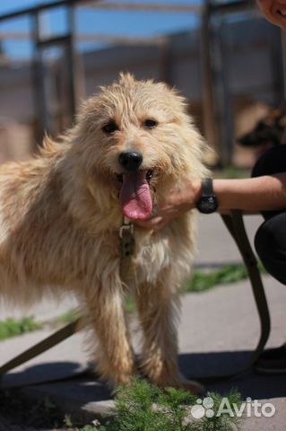 Нежное облачко Иринка ищет хозяина