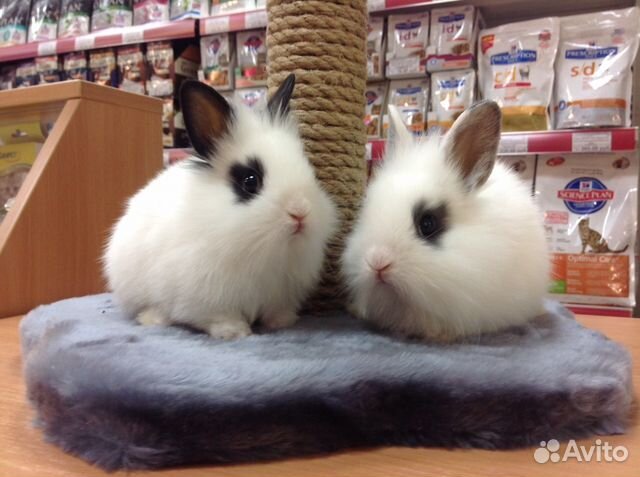 Карликовые кролики