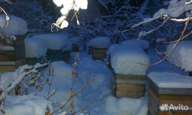 Семьи среднерусских пчел