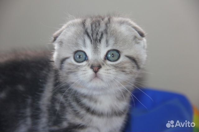 Мраморная вислоухая кошечка,есть кот