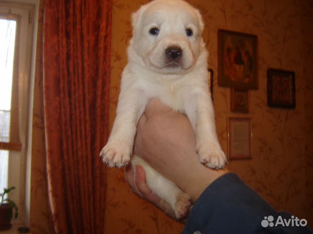 Для ценителей белых алабаев