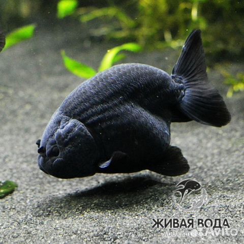 Золотая рыбка "Чёрный ранчу"