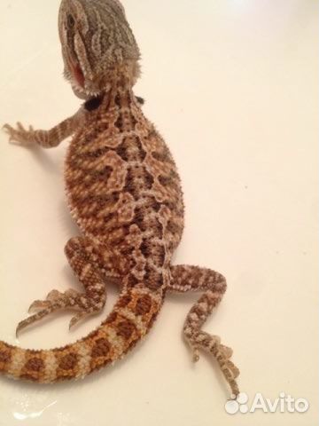 Продажа агамок