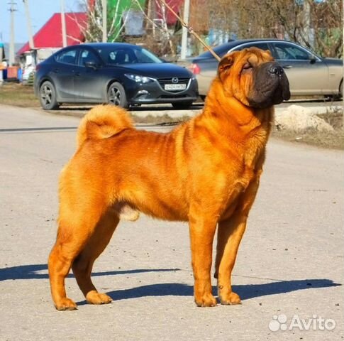 Голубогенный Махагон Вязка, возможна продажа
