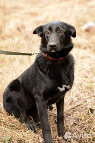 Спокойная изящная Офелия в дар