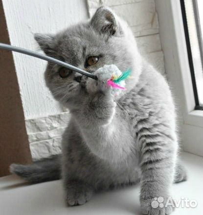 Котик голубой британский плюшевый Арчи