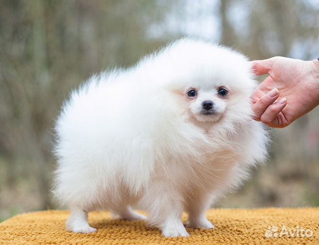 Шпиц. Белый померанец