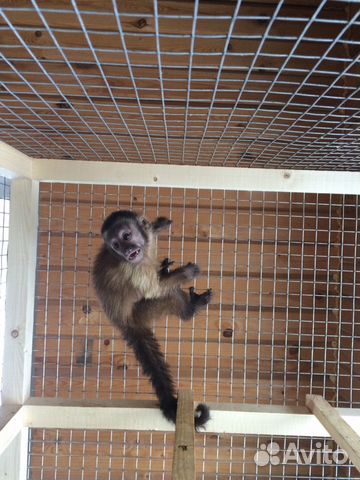 Бурый Капуцин