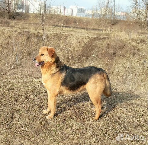 Солнечный малыш из приюта