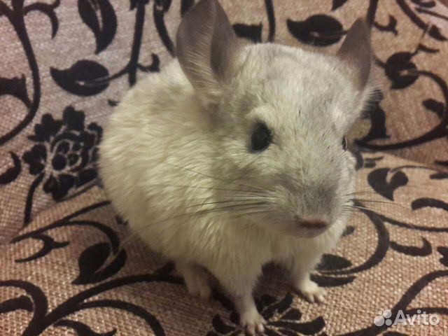 Шиншилла Белый Вилсан серебро домашняя