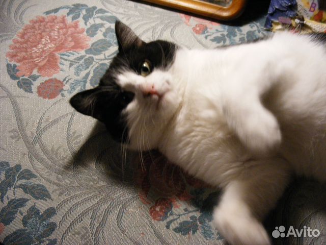 Воробей «Я не птичка. Я котик »