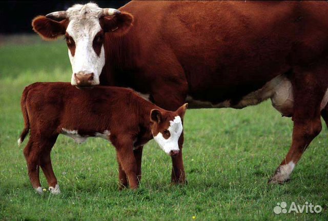 Онлайн консультация ветеринарного врача. крс