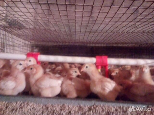 Курочки несушки