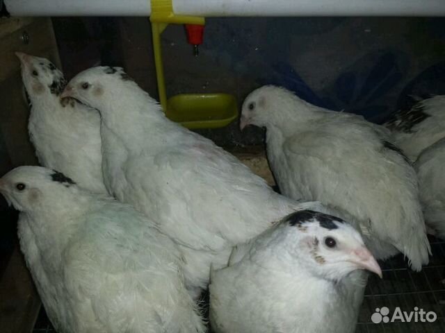 Продам перепела