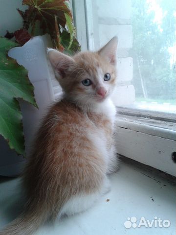 Рыжиков в дар