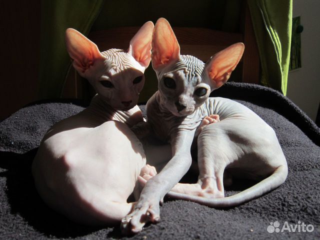 Очаровательные сфинксы