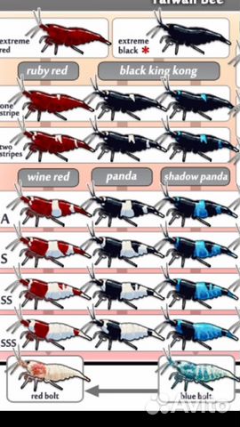 Креветки кристаллы и тайвани White/Red/Black/Pinto