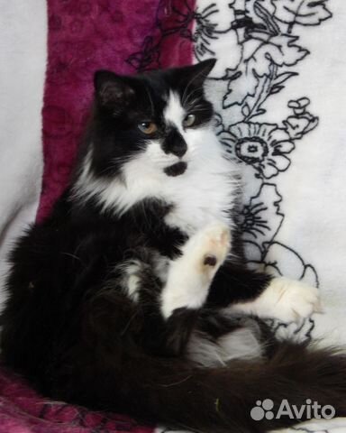 Отдам пушистую кошечку с необычными глазами