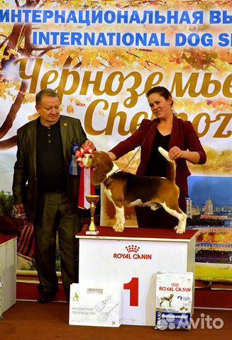 Кобель импорт Польша viceeurowinner-2017