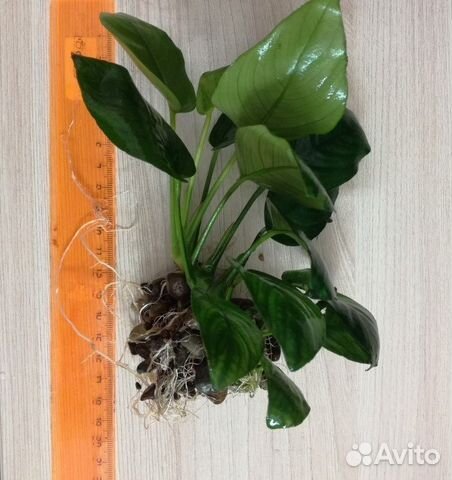 Кусты Анубиаса