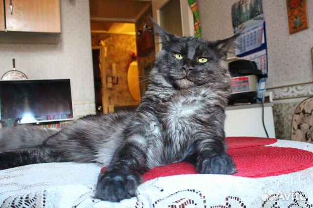 Кот черный дым 1.5 года