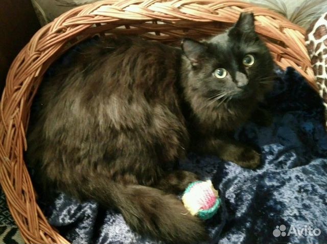 Шикарный кот Черныш
