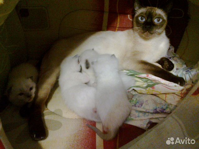 Тайское Королевство