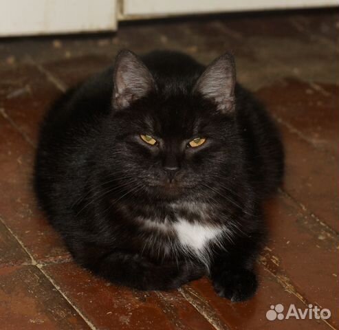 Дымчатая красавица Жасмин