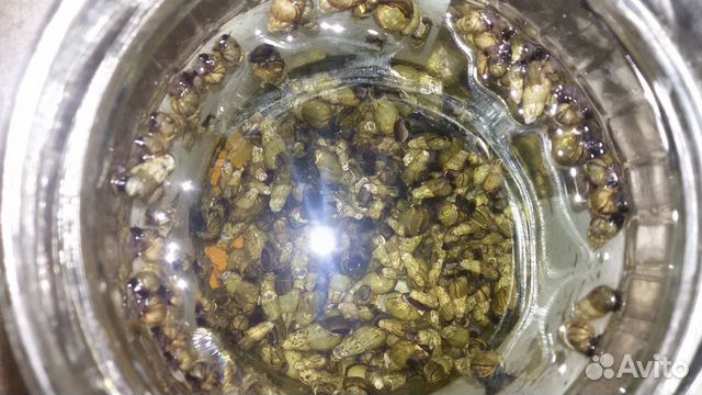 Грунтовые улитки Мелания