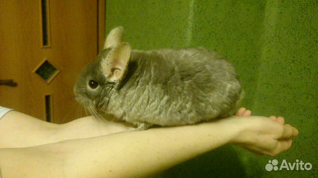 Шиншилла