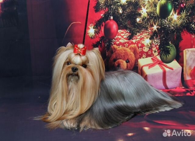 Мальчики для вязок